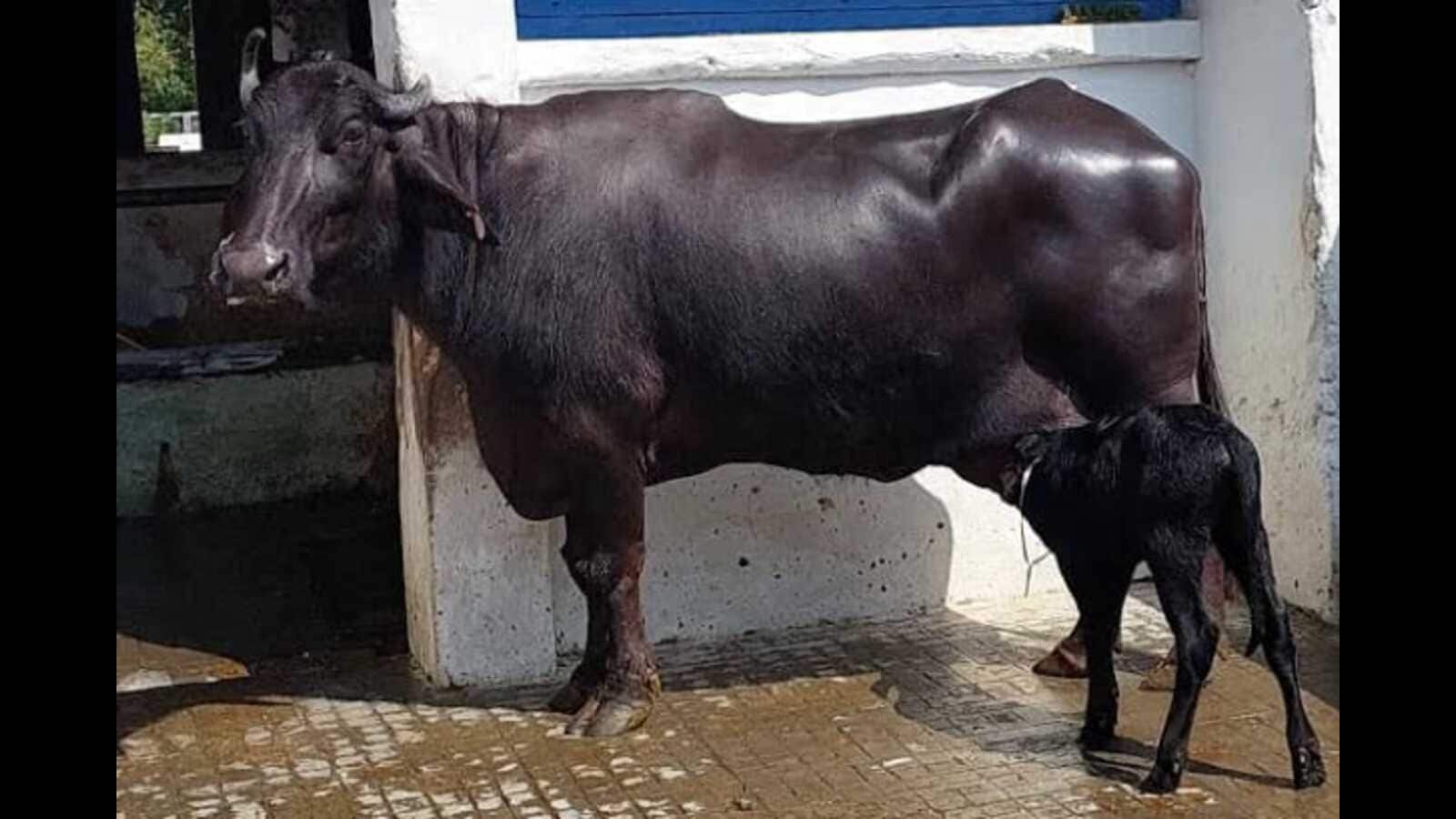 Karnal’s cloned buffalo gives birth to female calf - Hindustan Times