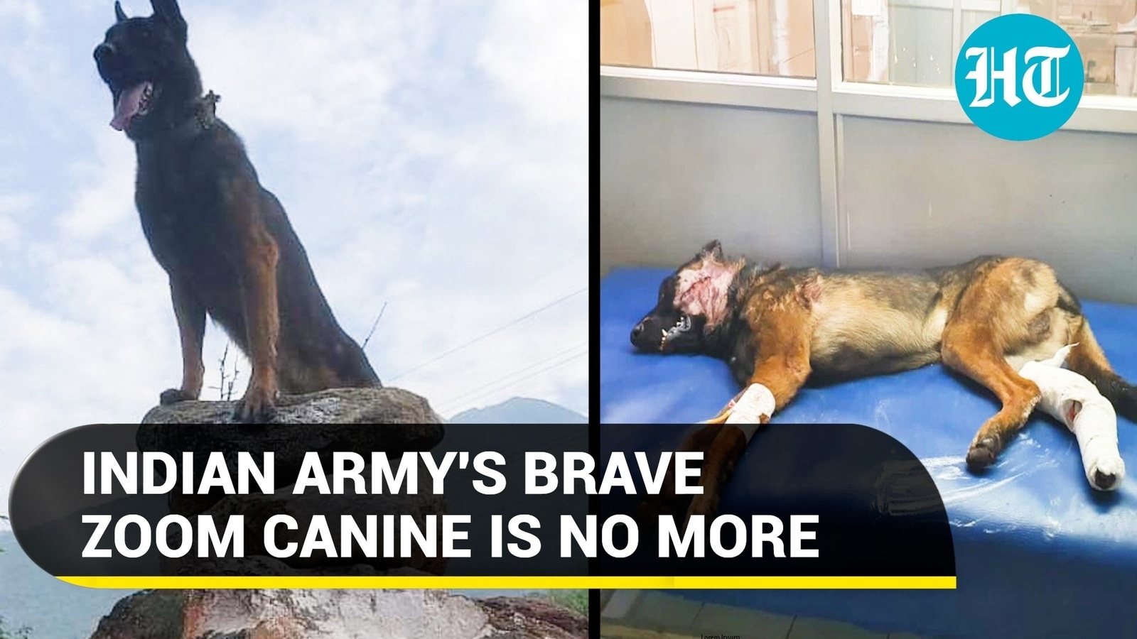 Indian Army dog 'Zoom' who helped kill two terrorists dies of gunshot ...