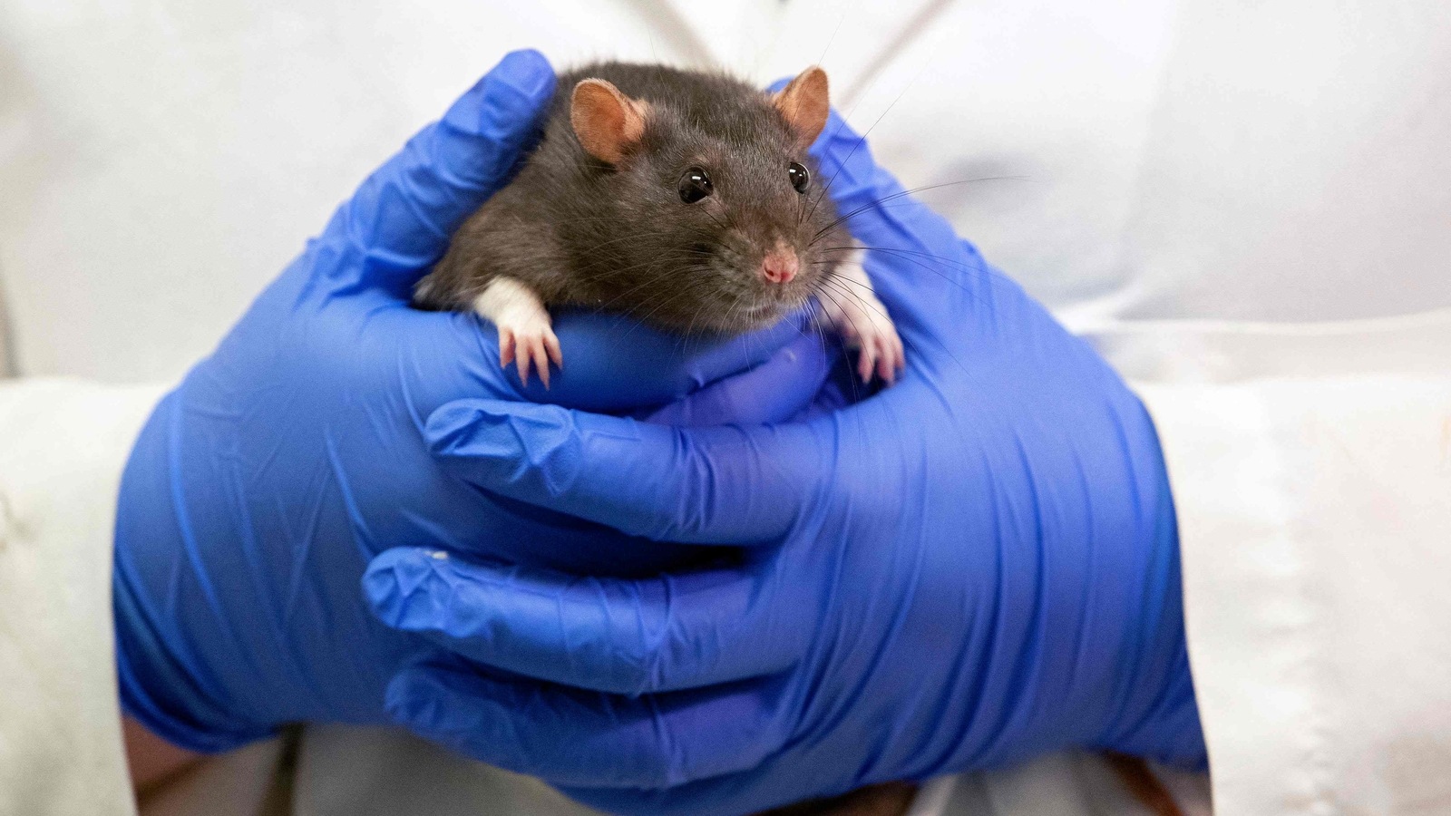 Human Brain Cells Implanted In Rats Offer Research Gold Mine Human Brain Cells Implanted In Rats Offer Research Gold Mine