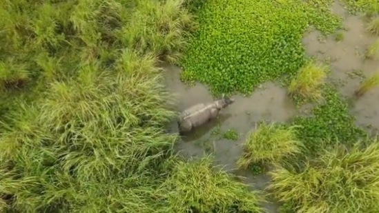 Cm Himanta Biswa Sarma Shares Video To Show How Rhino Hit By Truck In Assam Is Doing Good