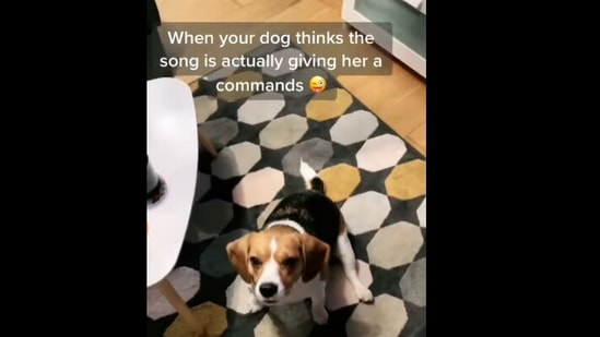 Cute Beagle dog thinks it's being given commands to turn around as a ...