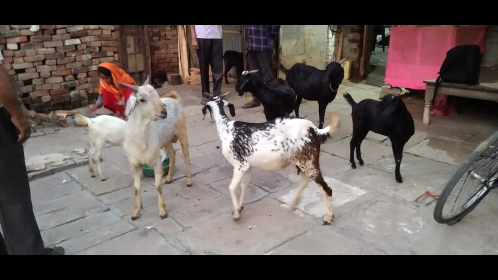 Dengue surge increases demand for goat milk, papaya leaves and kiwis | Hindustan Times