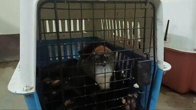 Assam: 13 smuggled primates, including guenons and macaques, rescued in ...