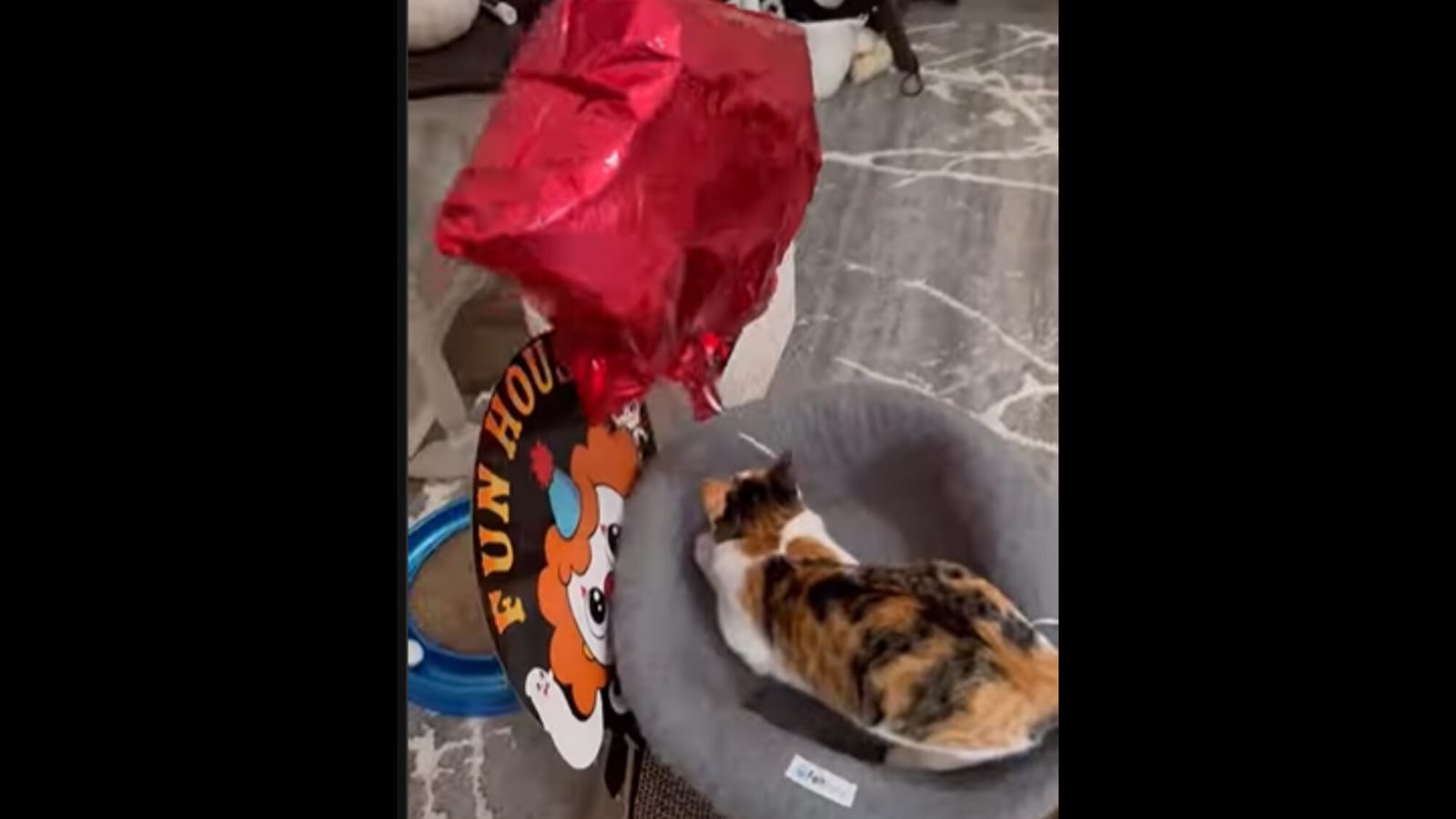 Cute pet cat’s reaction upon seeing a balloon will make you laugh ...