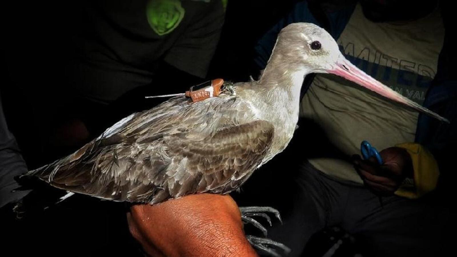 Wildbuzz | Heroic journeys of birds | Hindustan Times