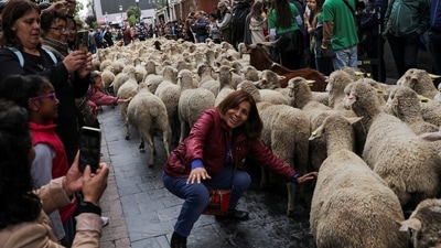Why sheep took over Madrid's streets in Spain | World News