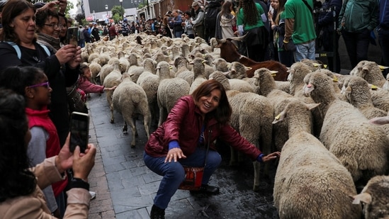 Why sheep took over Madrid's streets in Spain | World News