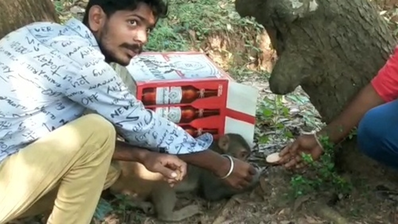 Andhra Pradesh: Forty monkeys found dead in Srikakulam, poisoning ...