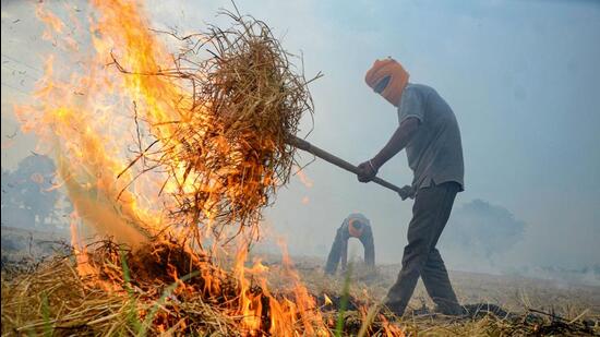 Ludhiana | Don’t compound the problem by burning paddy straw: PAU urges ...