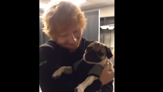 Ed Sheeran playing with an adorable pug will make you say aww. Watch ...