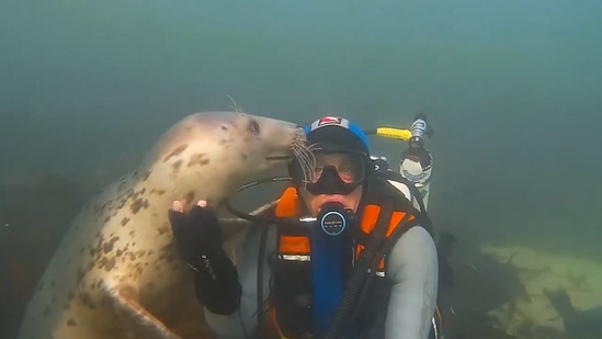 Man plays and pets a seal underwater. Watch wholesome video | Trending