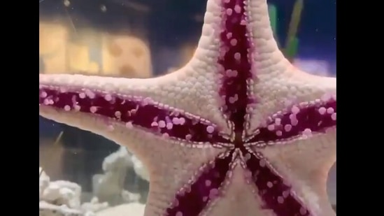 Fascinating video of a starfish walking against a glass will you ...