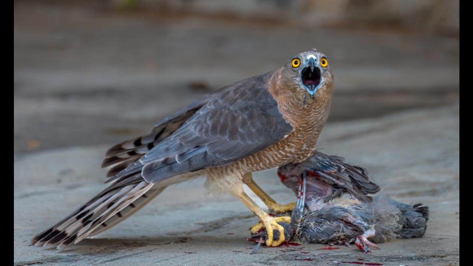 Wildbuzz | Diwali cops get Shikra earful | Hindustan Times