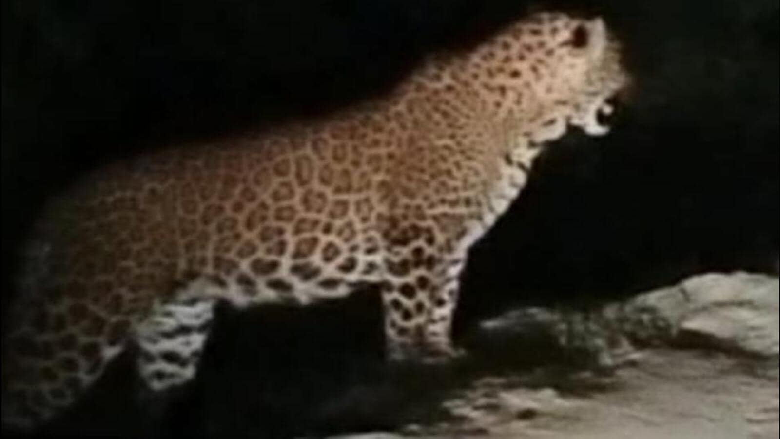 Leopard on the prowl caught on CCTV camera at Maruti plant | Hindustan ...