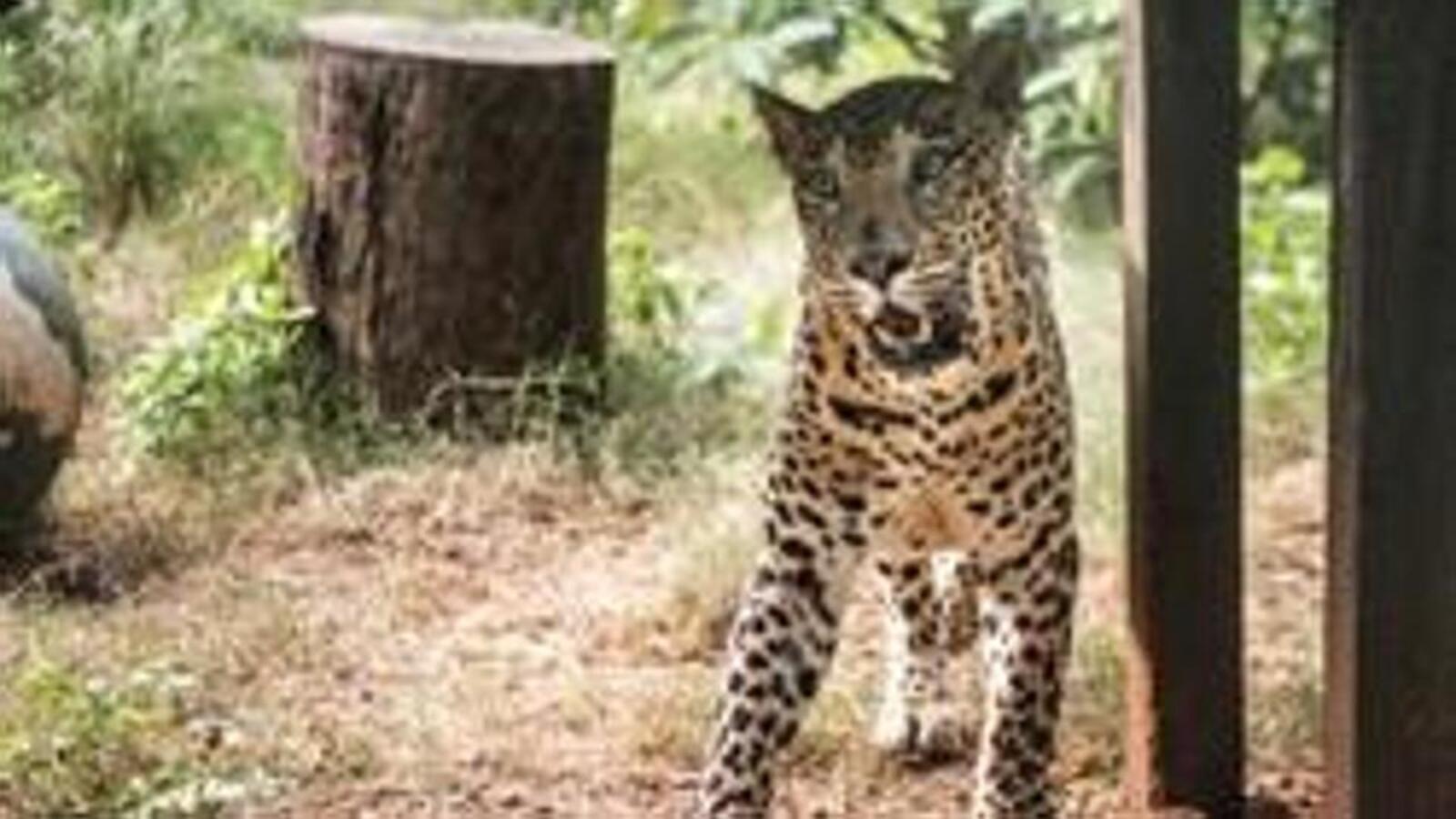 Leopard attacks woman in Aarey colony - Hindustan Times