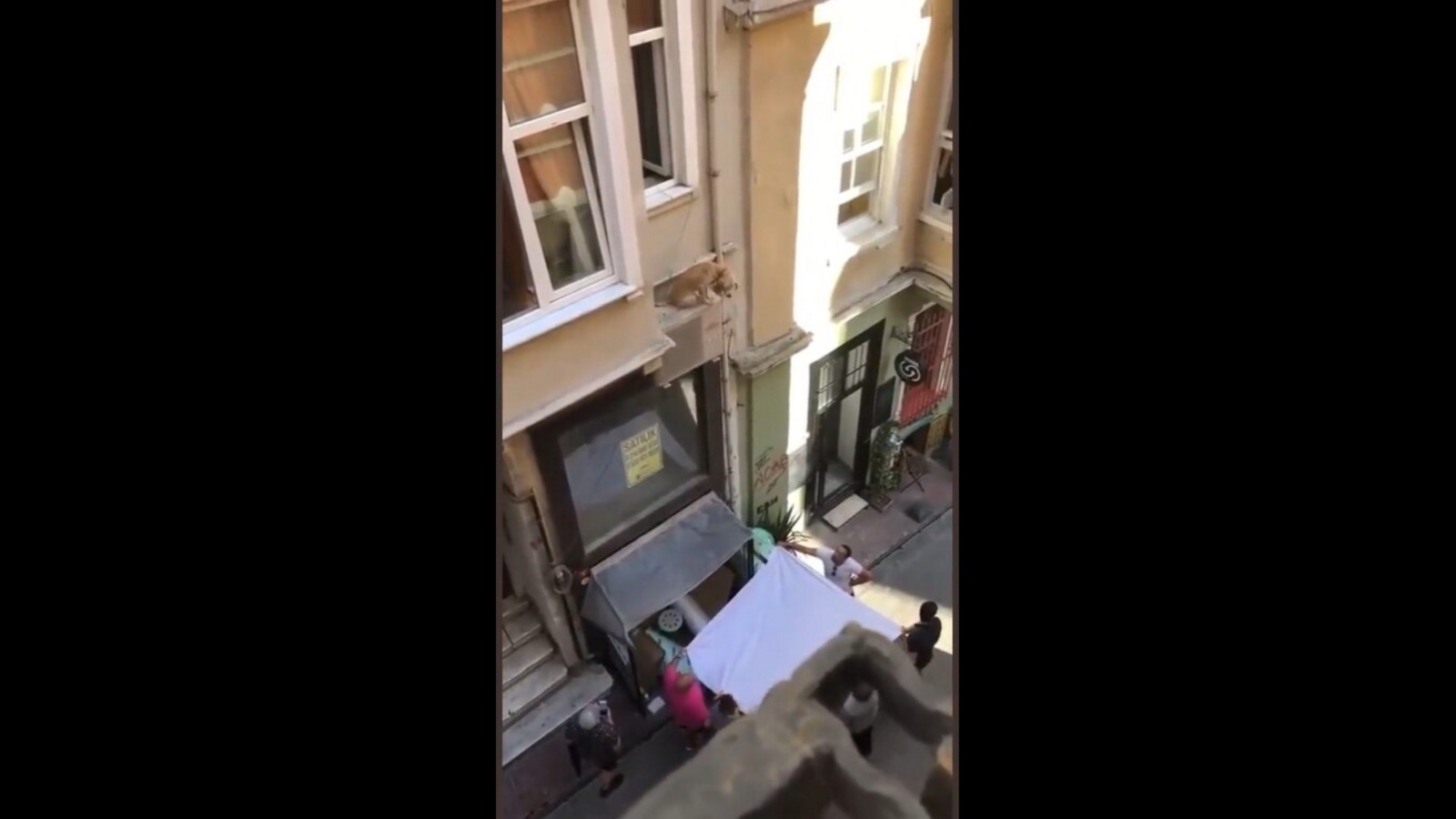 People join hands to save a dog from a building's ledge. Watch | Trending