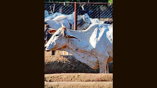 Lumpy skin disease: Punjab govt chalks out mitigation plan - Hindustan ...