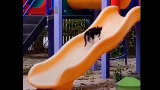 Cat plays on a slide all by itself, video spreads happiness among ...