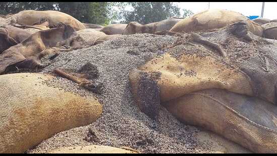 Delayed lifting by FCI behind rotten wheat in Kaithal, reveals probe ...