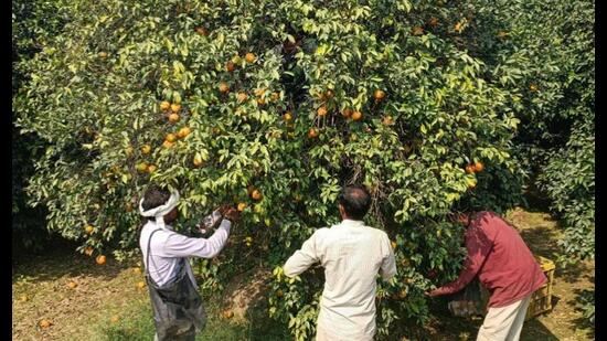 Kinnow production in Punjab likely to dip but farmers expect juicy returns | Hindustan Times