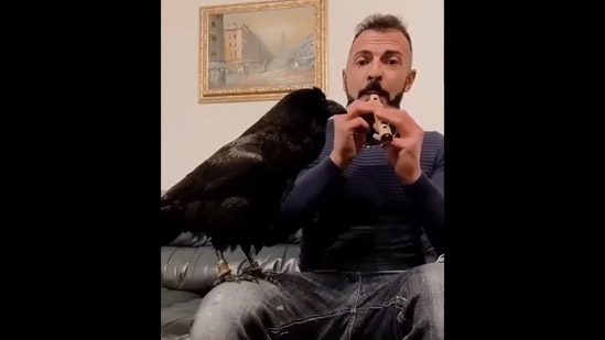 Pet raven sings along with man playing flute, viral video has the ...