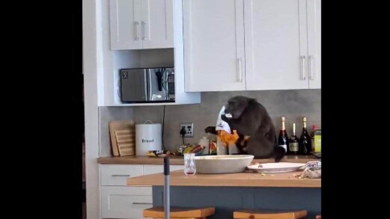 Baboon invades vacation home, eats avocados and chips. Watch viral ...
