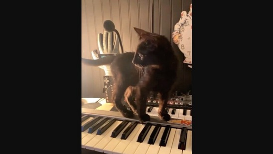 Music created by cat while walking on keyboard is Internet’s new love ...