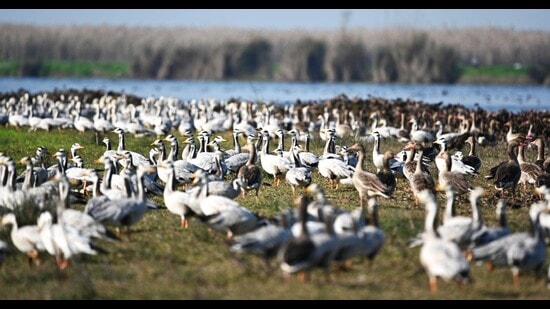 Migratory birds keep tryst with Punjab - Hindustan Times