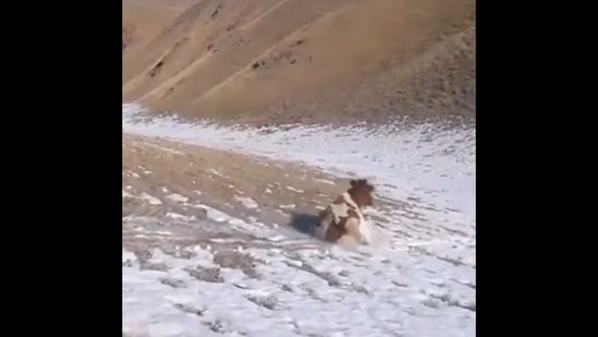 Cow slides down snowy mountain perfectly, viral video will cure Monday ...