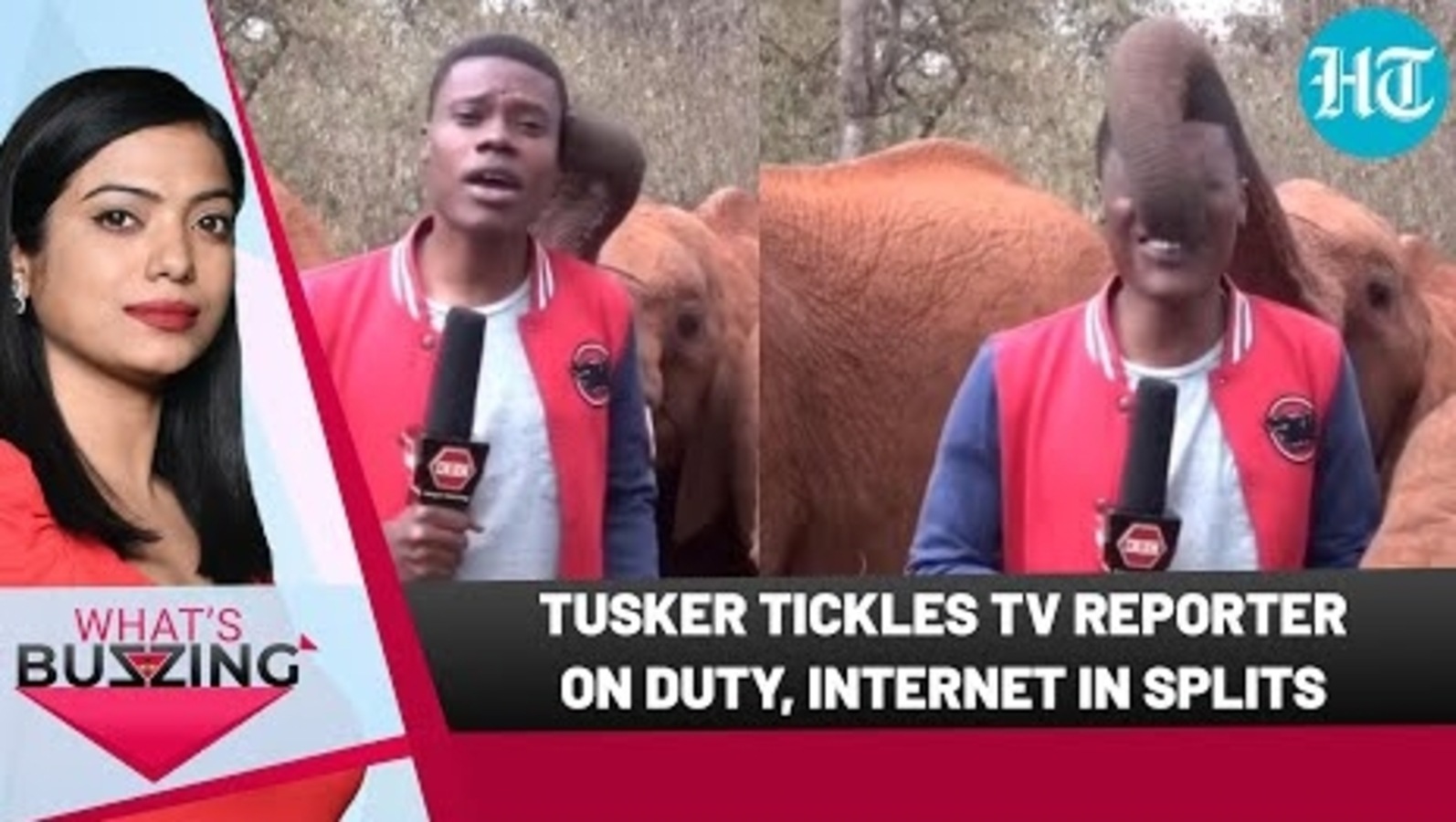 Baby elephant tickles, makes TV journalist burst into laughter | WHAT'S ...