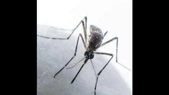 Yamunanagar logs record 612 dengue cases this season | Hindustan Times