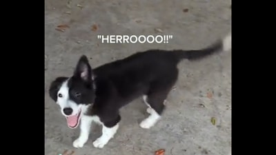 Talking dog says 'hello' to human companion in this viral video, amuses ...