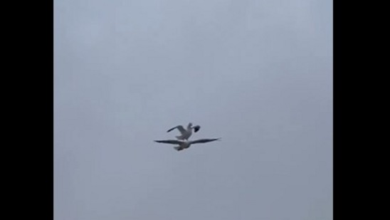 Seagull flying on another bird's back will leave you in splits. Watch ...