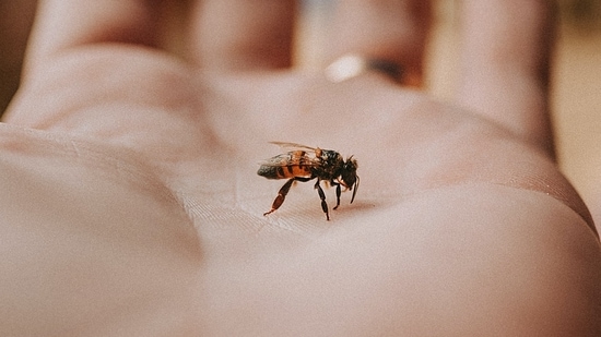 6 home remedies to treat bee stings instantly | Hindustan Times