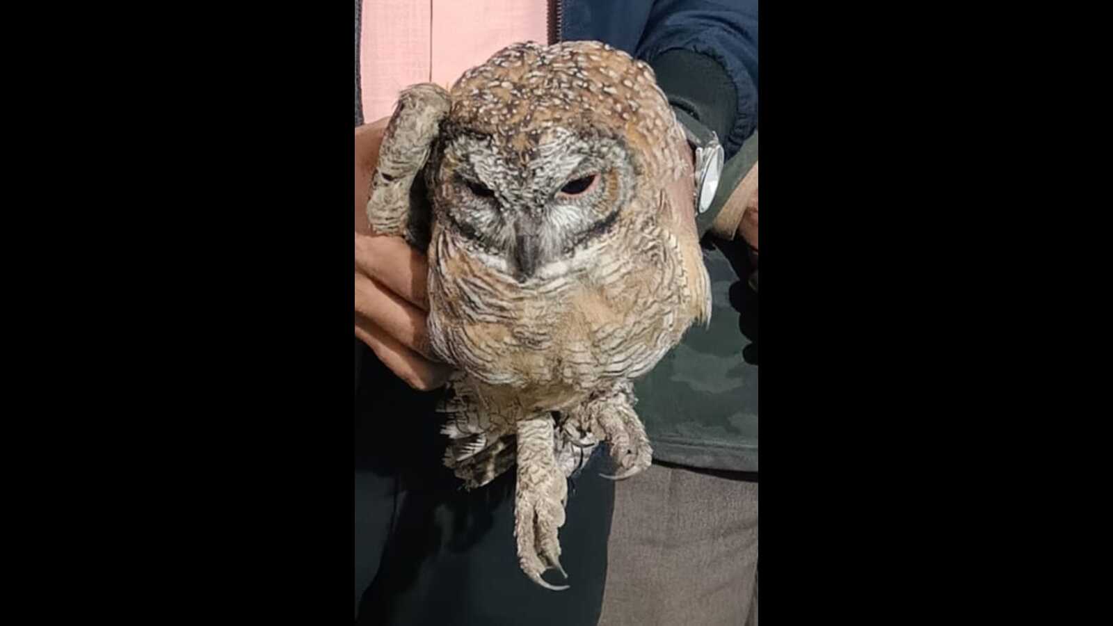 Rescued by forest dept, injured owl handed over to Lucknow zoo ...