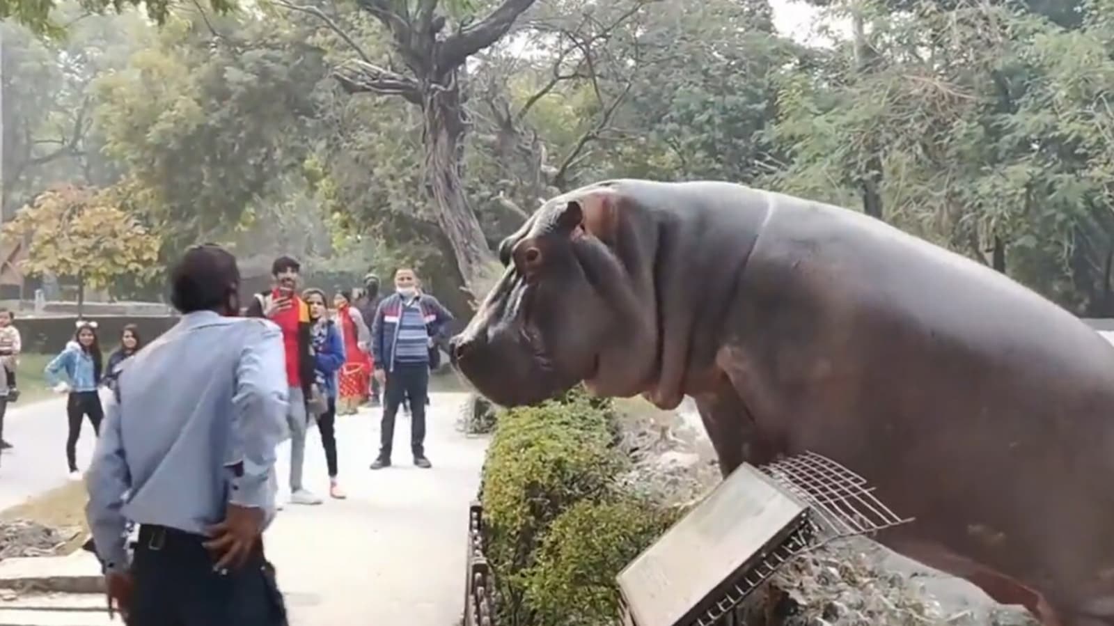 Hippo escapes its enclosure, security guard puts it back in the water ...