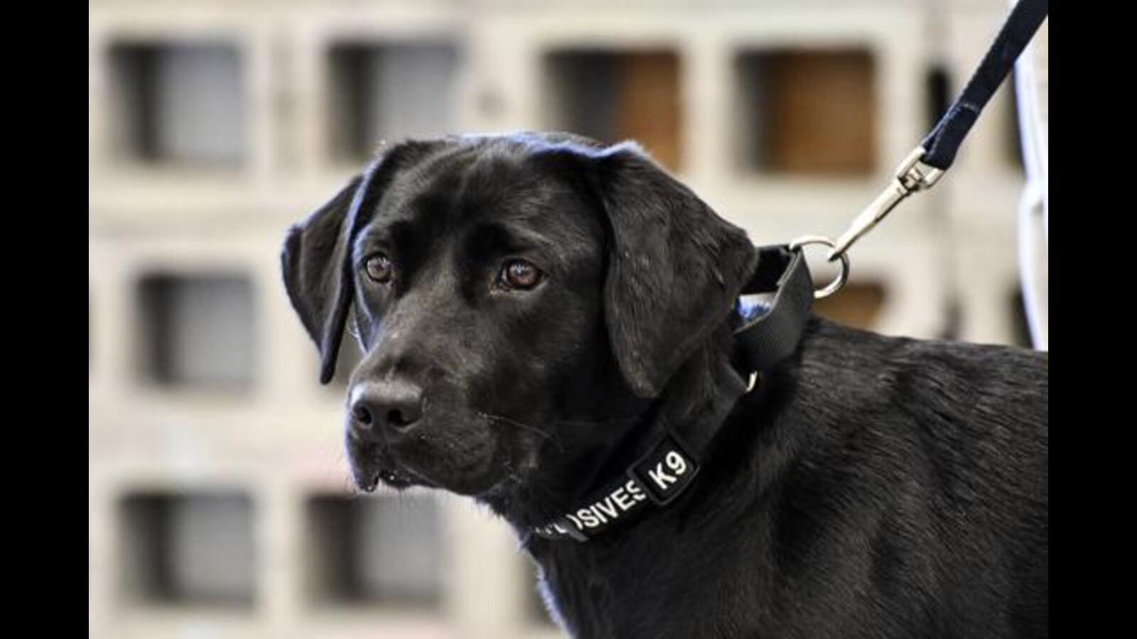 Labrador bites retd Lt Col in Panchkula’s Pinjore, owner booked ...