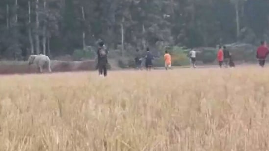 Watch: Wild elephant angrily chases people after they try to scare it ...