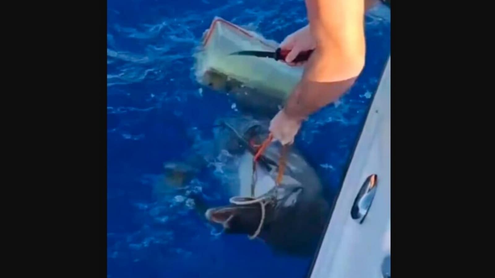 Dolphin calmly waits as man frees it from an entangled mass of nylon ...