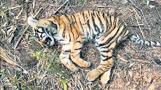 Four tiger cubs found dead in Tadoba reserve | Mumbai news - Hindustan ...