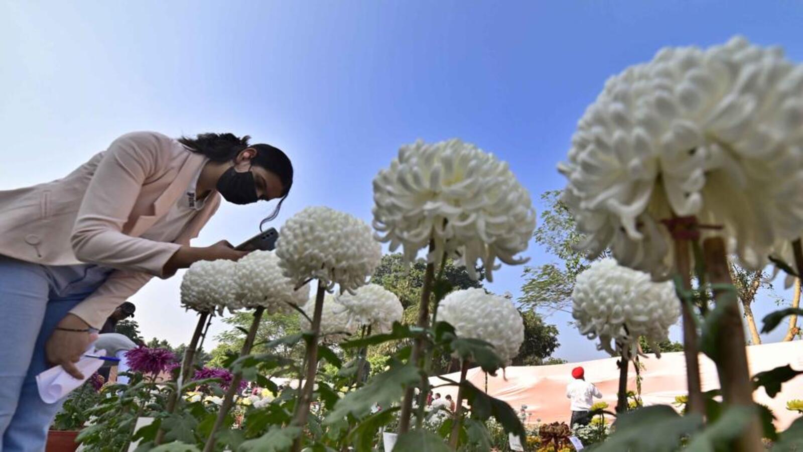 A colour riot at PAU as chrysanthemum show commences | Hindustan Times