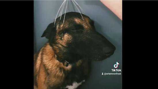 Dog’s reaction to getting a head massage will leave you chuckling ...
