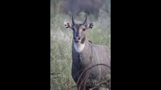Central University of Punjab students object to chasing away of blue ...