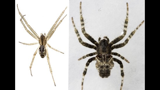 Guest Column: A marvel on Madhya Marg | Hindustan Times