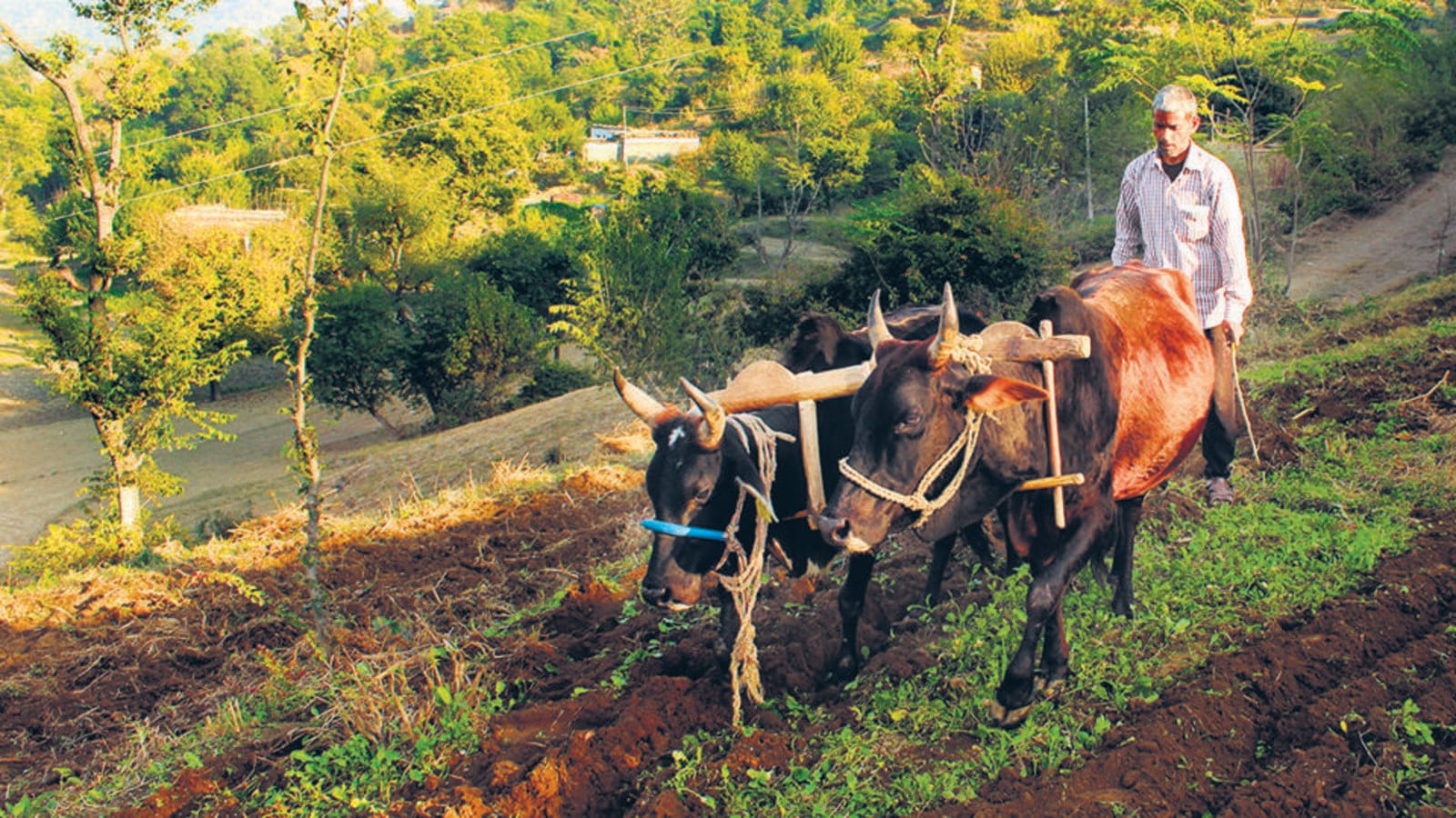 Rabi area rise boosts bumper crop hopes, but warm winter a concern ...