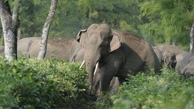 Karnataka govt to double solatium for deaths due to elephant attack ...