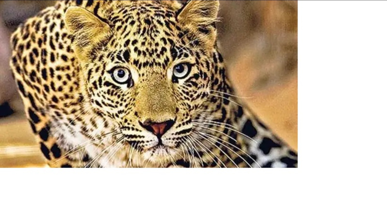 Six injured in leopard attack in Maharajganj - Hindustan Times