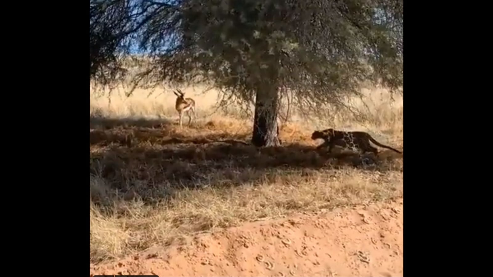 Leopard slowly walks towards deer and catches it, netizens are amazed ...