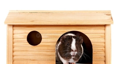 9 Best guinea pig houses to buy today | HT Shop Now