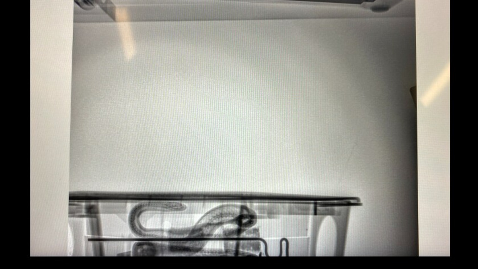 Australian Police spots snake near airport, shares a funny post on it ...